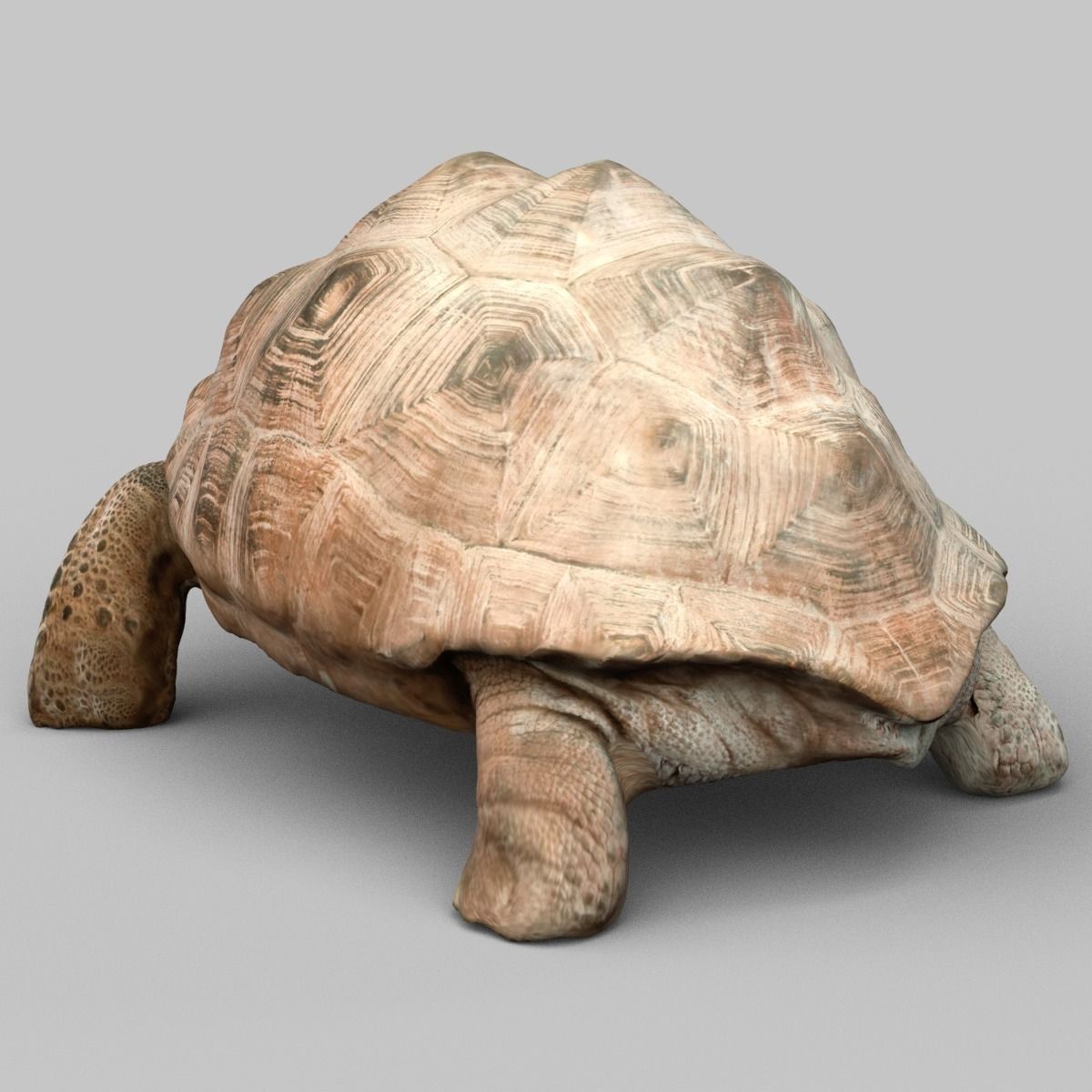 3D model Turtle VR / AR / low-poly OBJ MTL | CGTrader.com