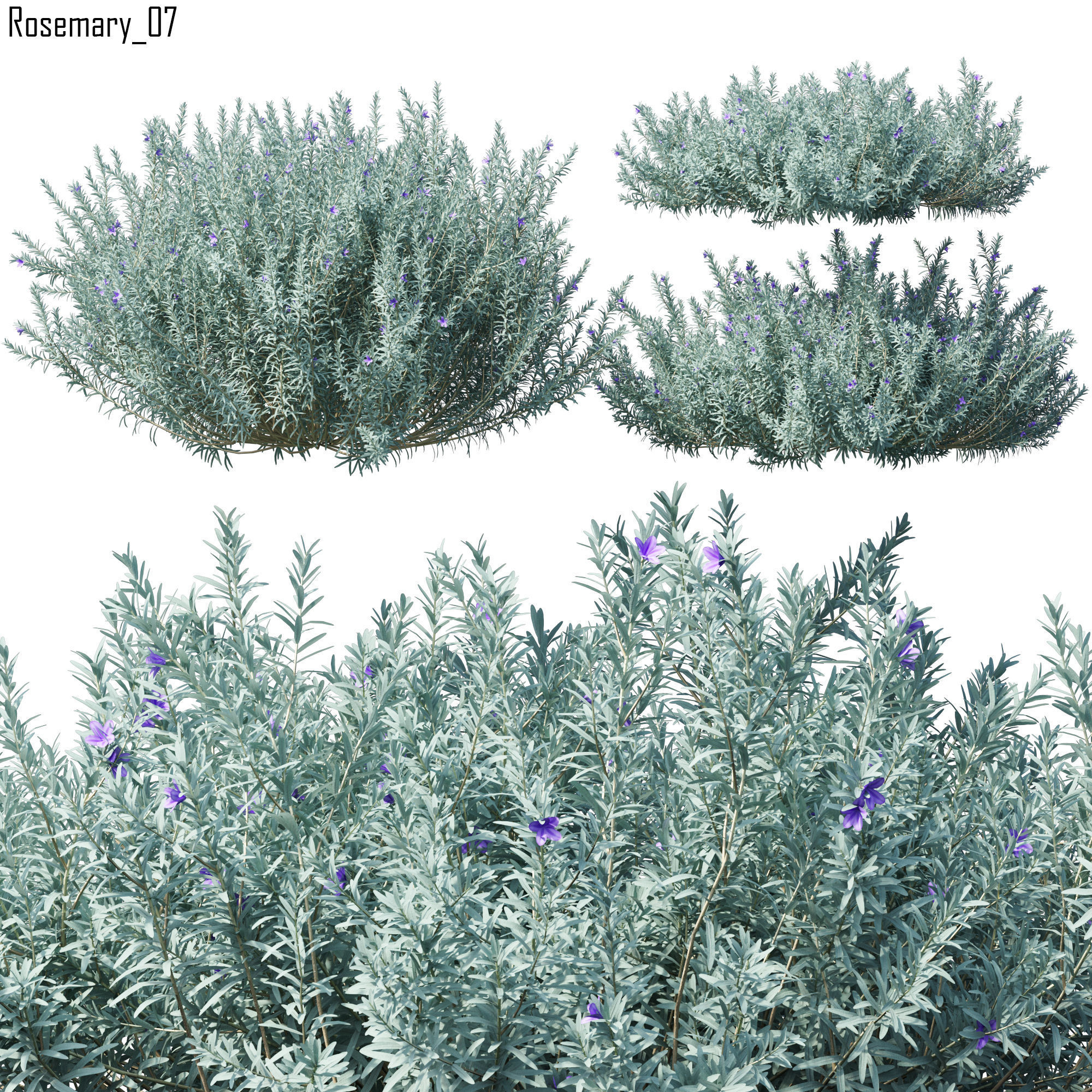 Rosmarinus - Rosemary 7 - 3 Model 3D model | CGTrader
