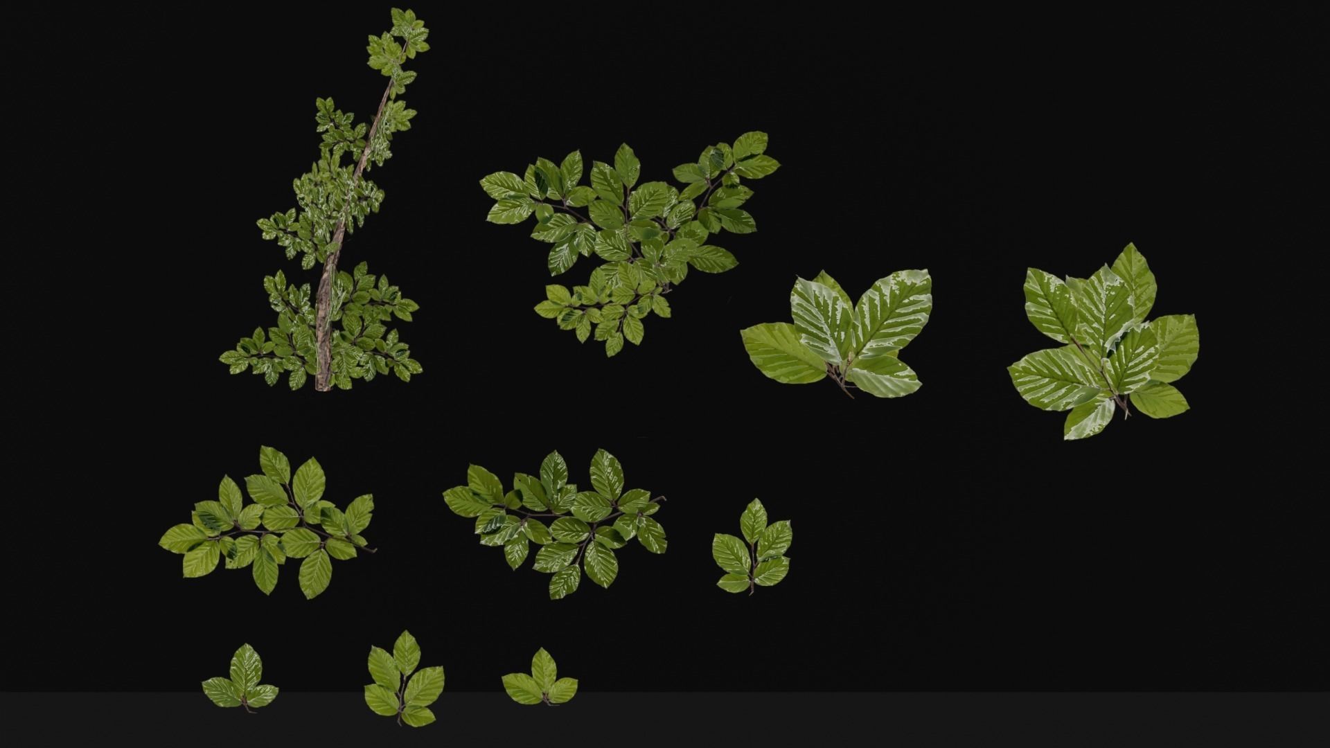 European Beech 3d Model free 3D model | CGTrader