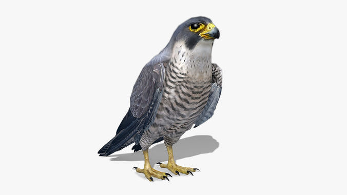 3D model Falcon in flight VR / AR / low-poly rigged animated | CGTrader