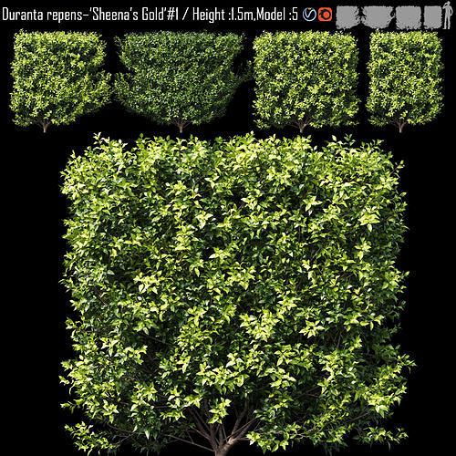 Duranta repens 02 3D model | CGTrader
