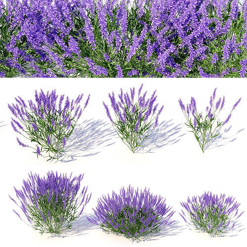 Lavandula lavender plants - lavender plants 3D model | CGTrader