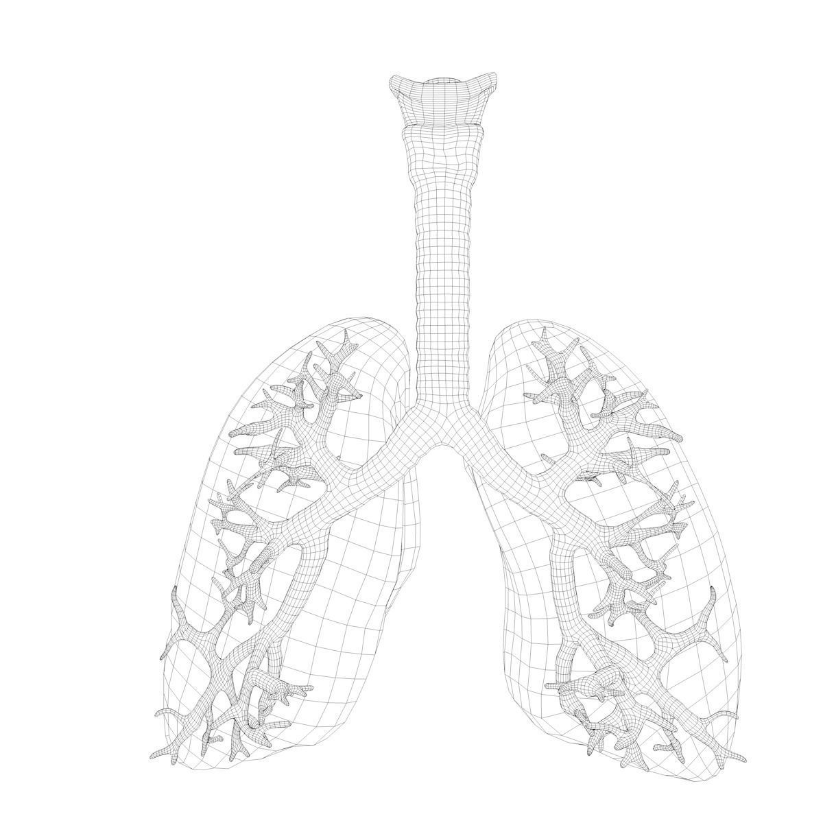 Respiratory System 3D model animated | CGTrader