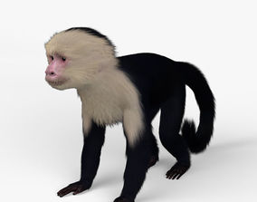 Capuchin 3D Models | CGTrader