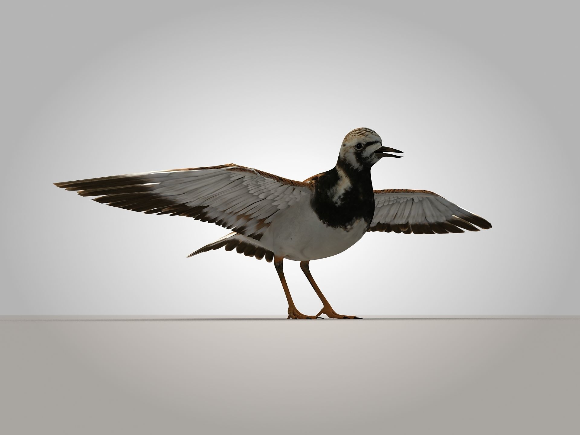 3D model Sandpiper Ruddy Turnstone Bird VR / AR / low-poly | CGTrader