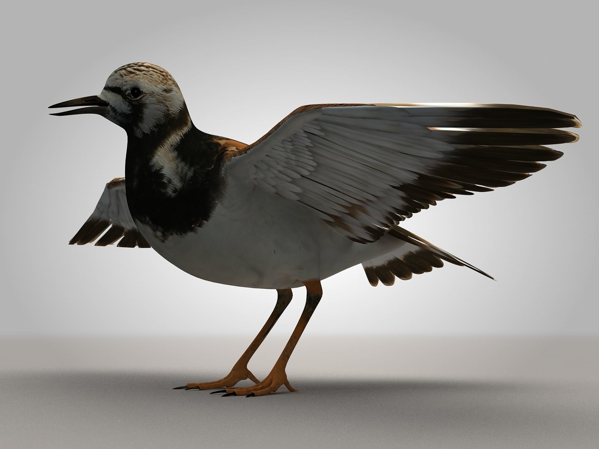 3D model Sandpiper Ruddy Turnstone Bird VR / AR / low-poly | CGTrader