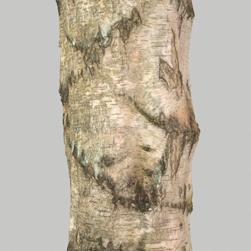 3D model 360 Tree Bark 6 VR / AR / low-poly | CGTrader