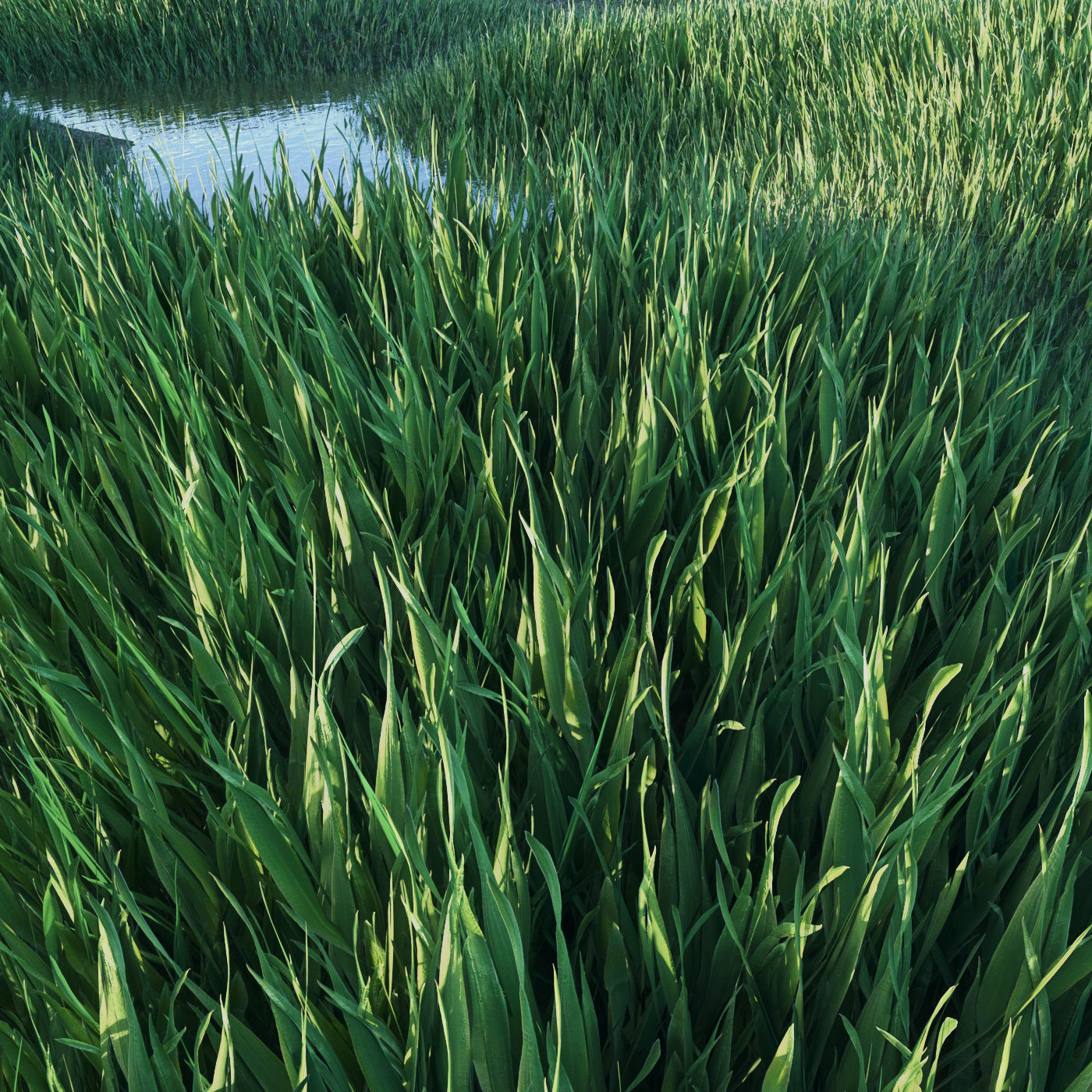 3D model Grass Low Poly 2 VR / AR / low-poly | CGTrader