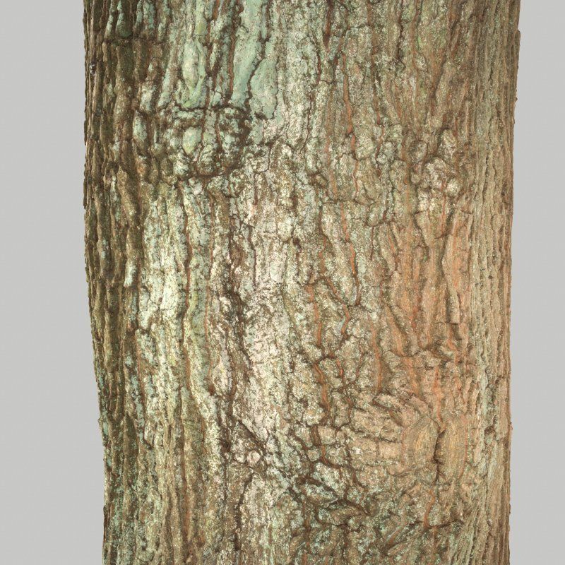 3D model Tree Bark 5 VR / AR / low-poly | CGTrader