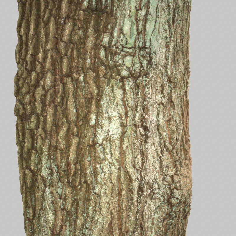 3D model Tree Bark 5 VR / AR / low-poly | CGTrader