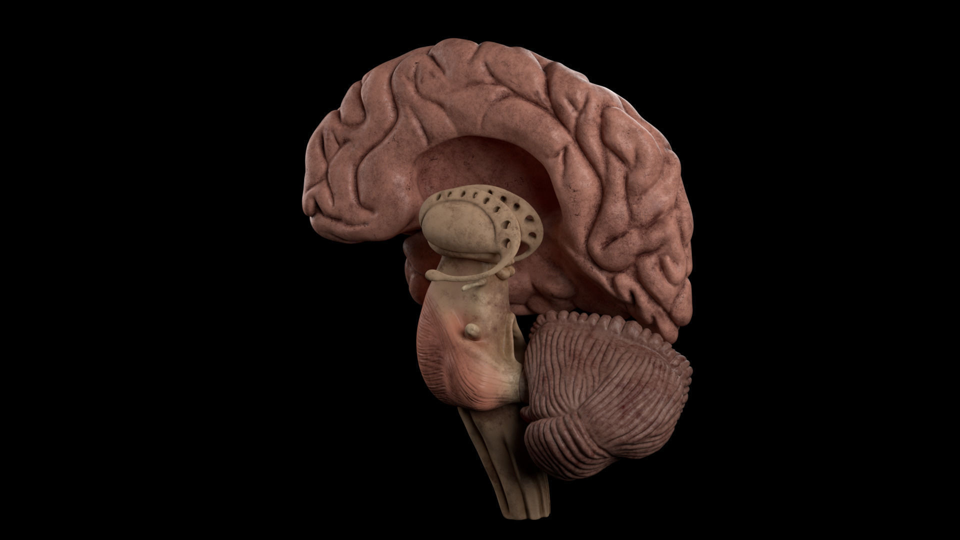 High Resolution 8k Human Brain System Pack 3D model | CGTrader