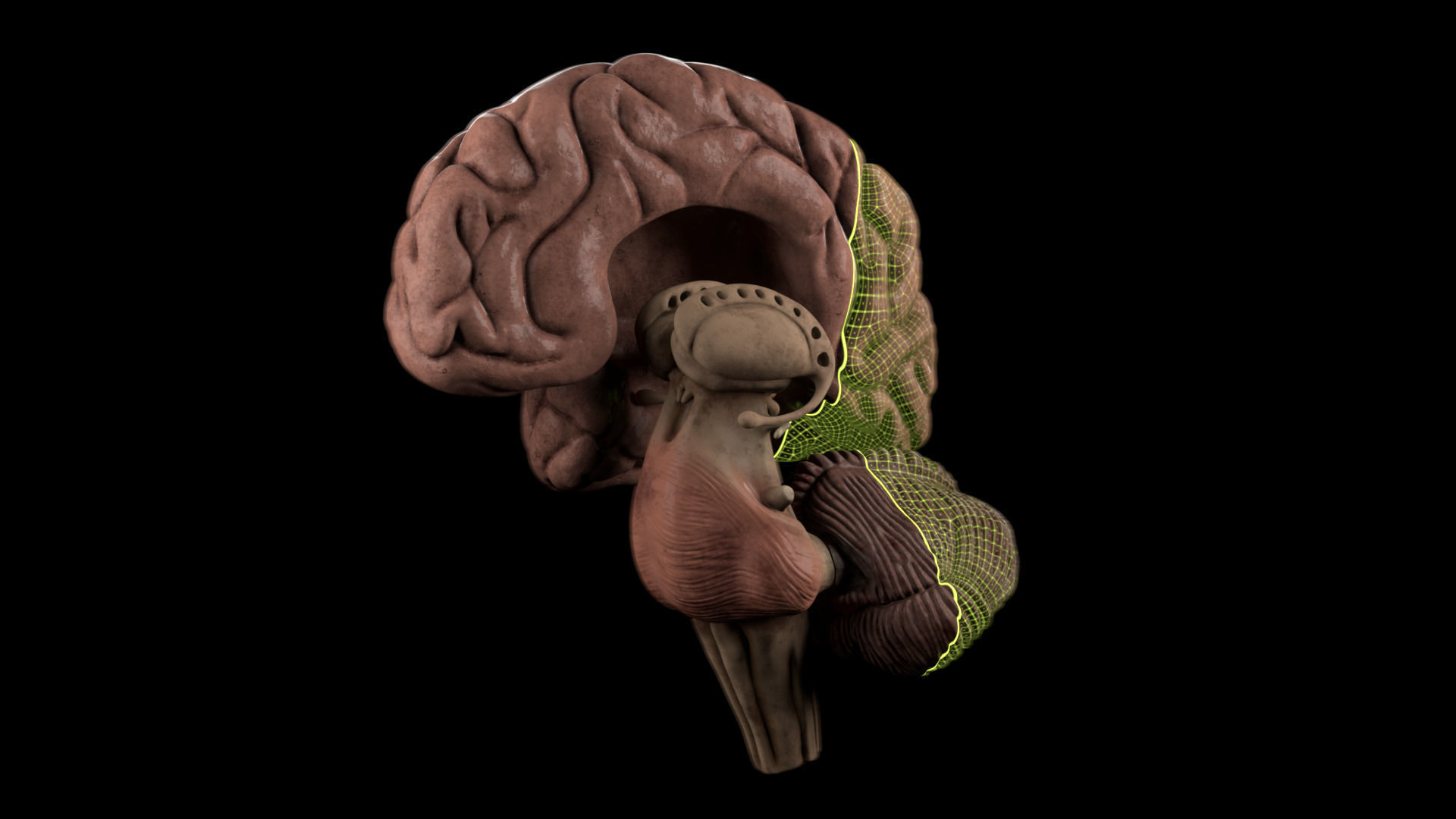 High Resolution 8k Human Brain System Pack 3D model | CGTrader