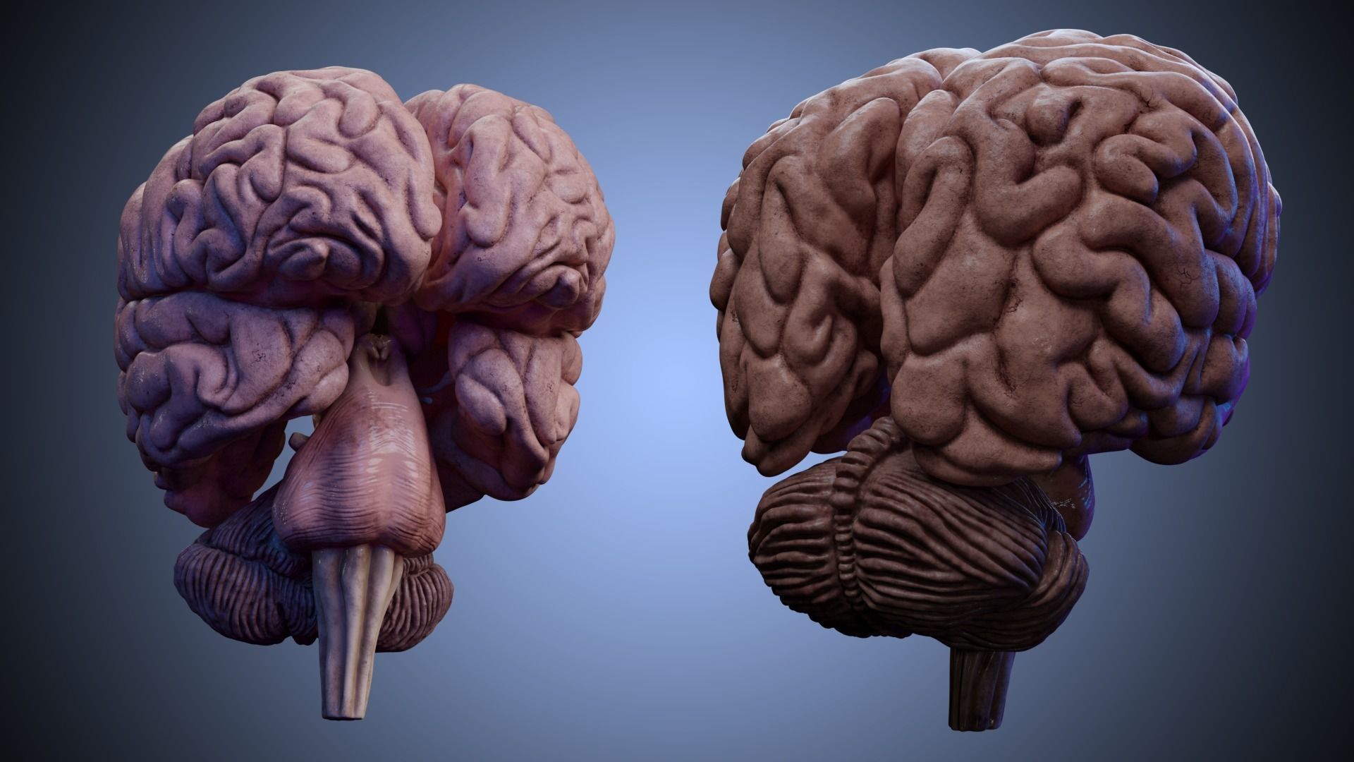 High Resolution 8k Human Brain System Pack Premium 3D model | CGTrader