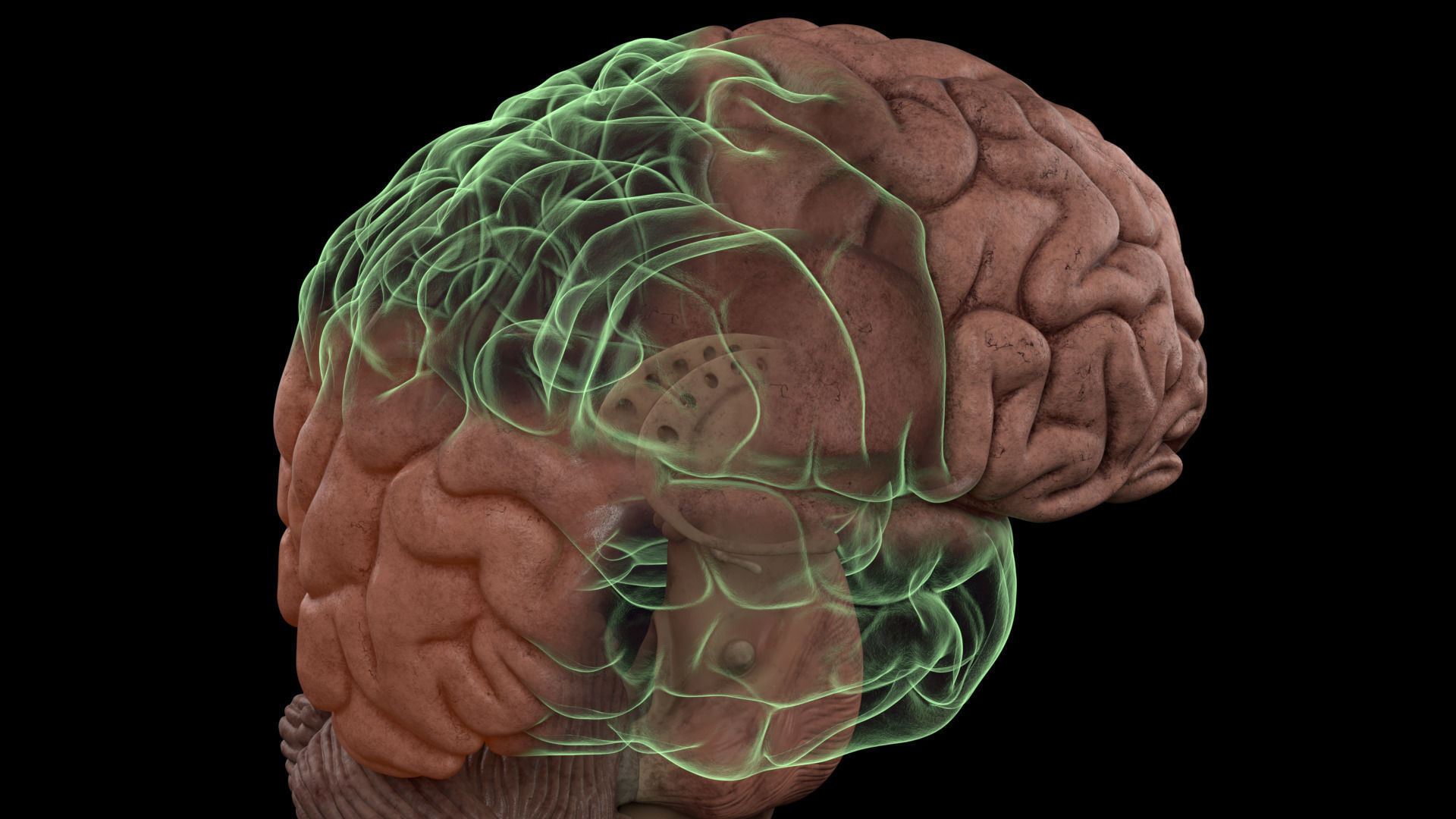 High Resolution 8k Human Brain System Pack Premium 3D model | CGTrader
