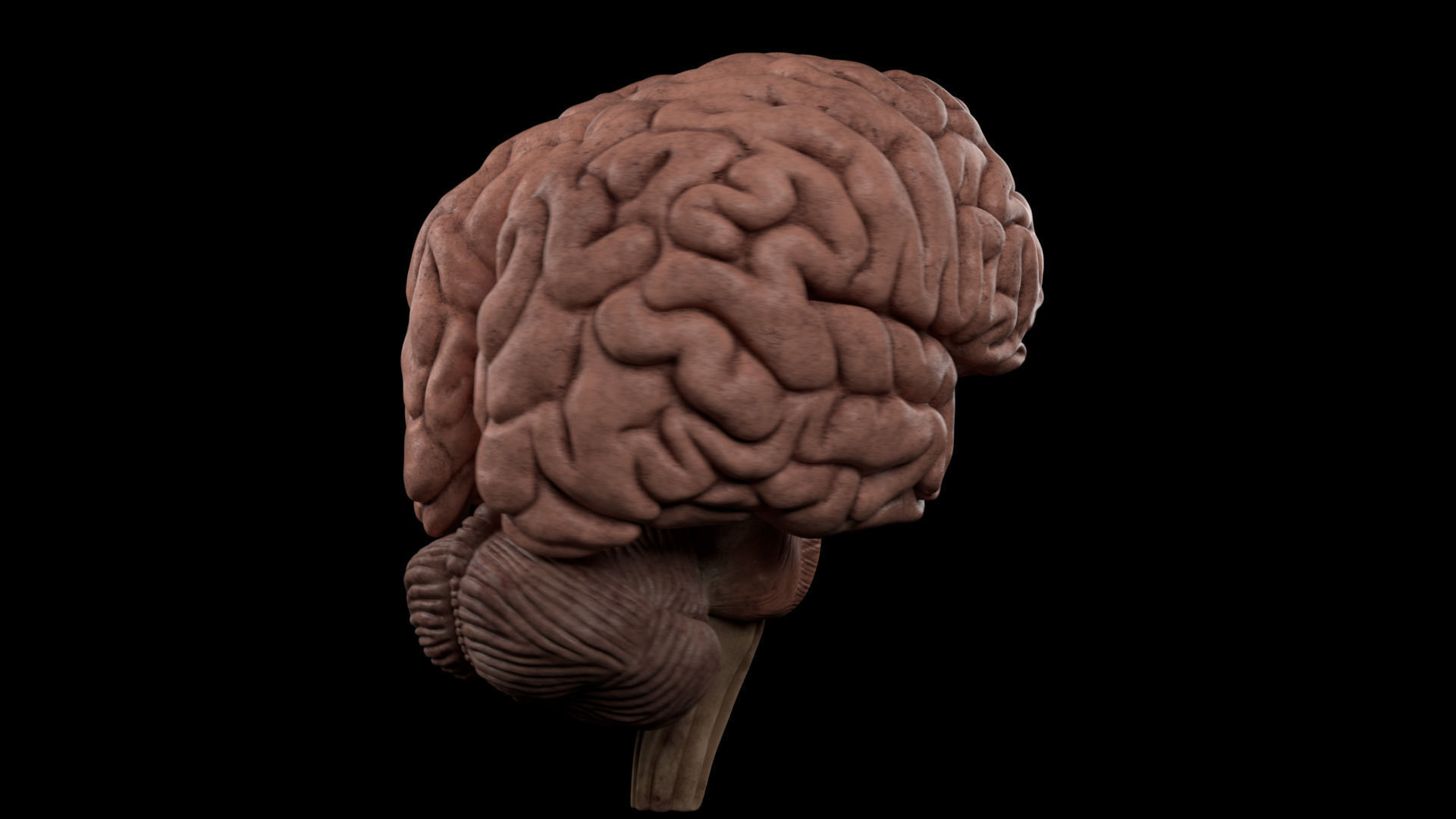 High Resolution 8k Human Brain System Pack Premium 3D model | CGTrader