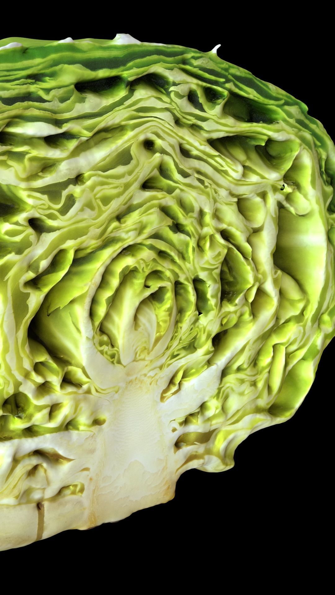 Cabbage high detail 3D model | CGTrader