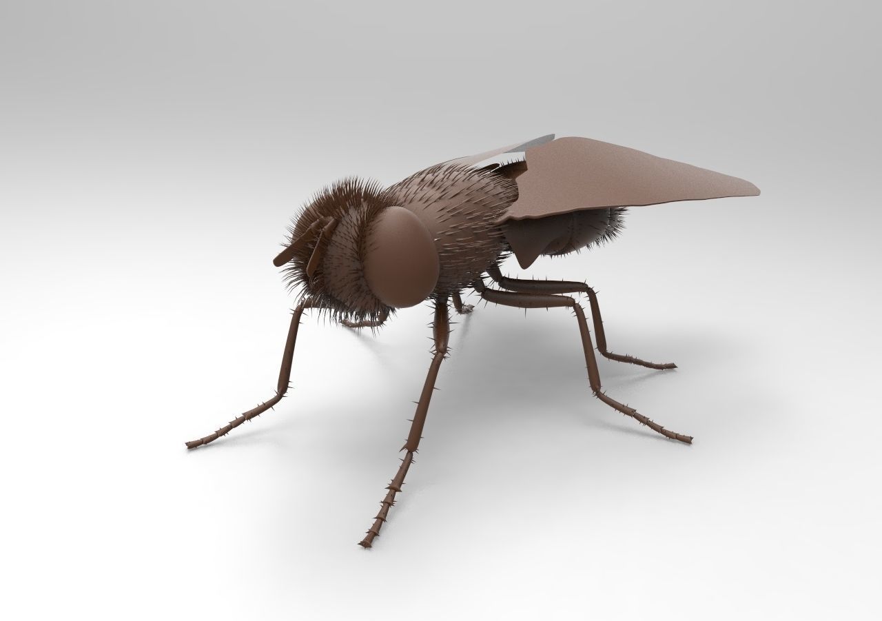 Fly-Fly 3D model 3D printable | CGTrader