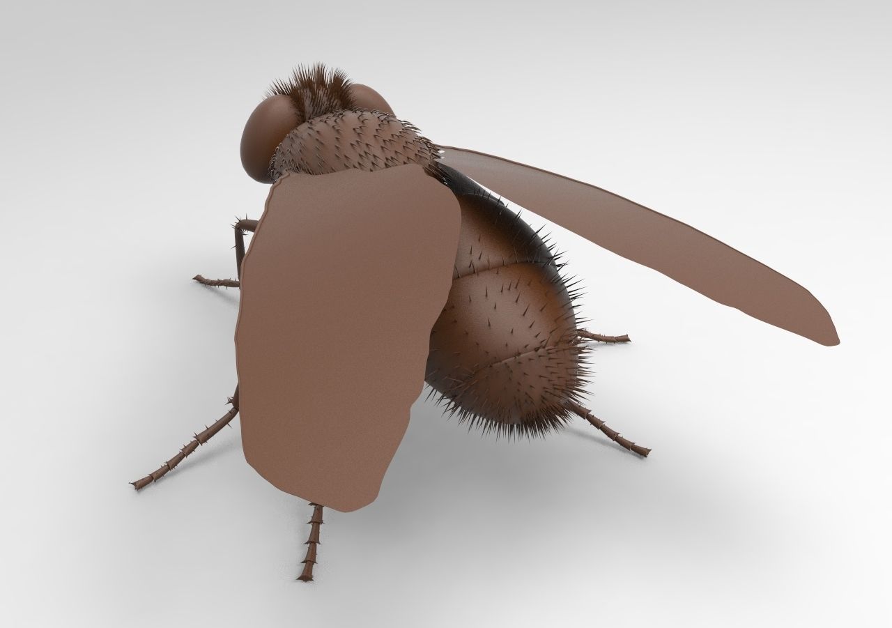 Fly-Fly fly 3D model 3D printable | CGTrader