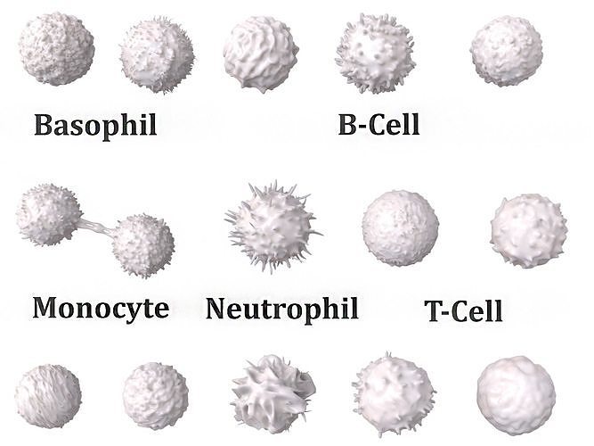 Lymphocytes Pack Bundle 3D model | CGTrader