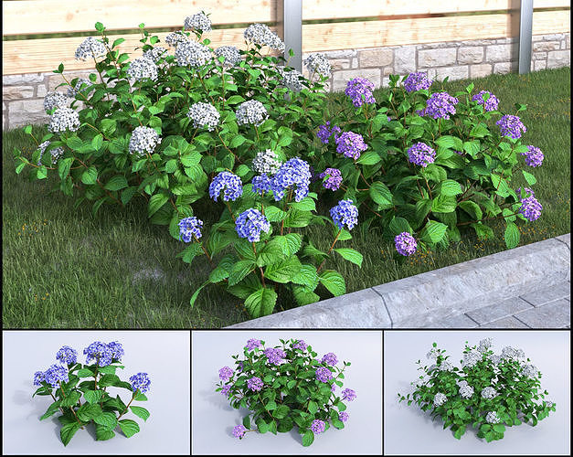 hydrangea set 3D model | CGTrader