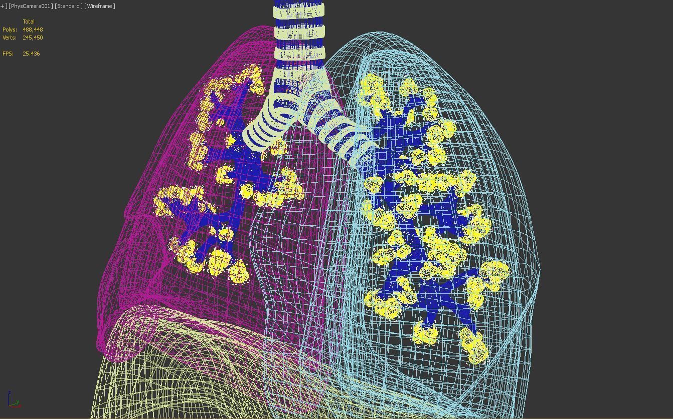 Lungs Animated 3D model animated | CGTrader