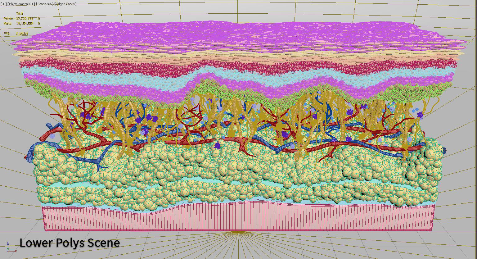 Skin Cross Section 3D model | CGTrader