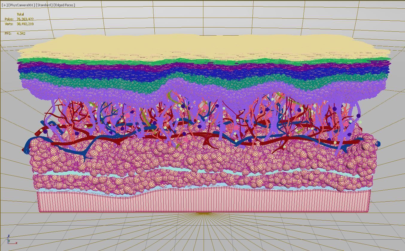 Skin Cross Section 3D model | CGTrader