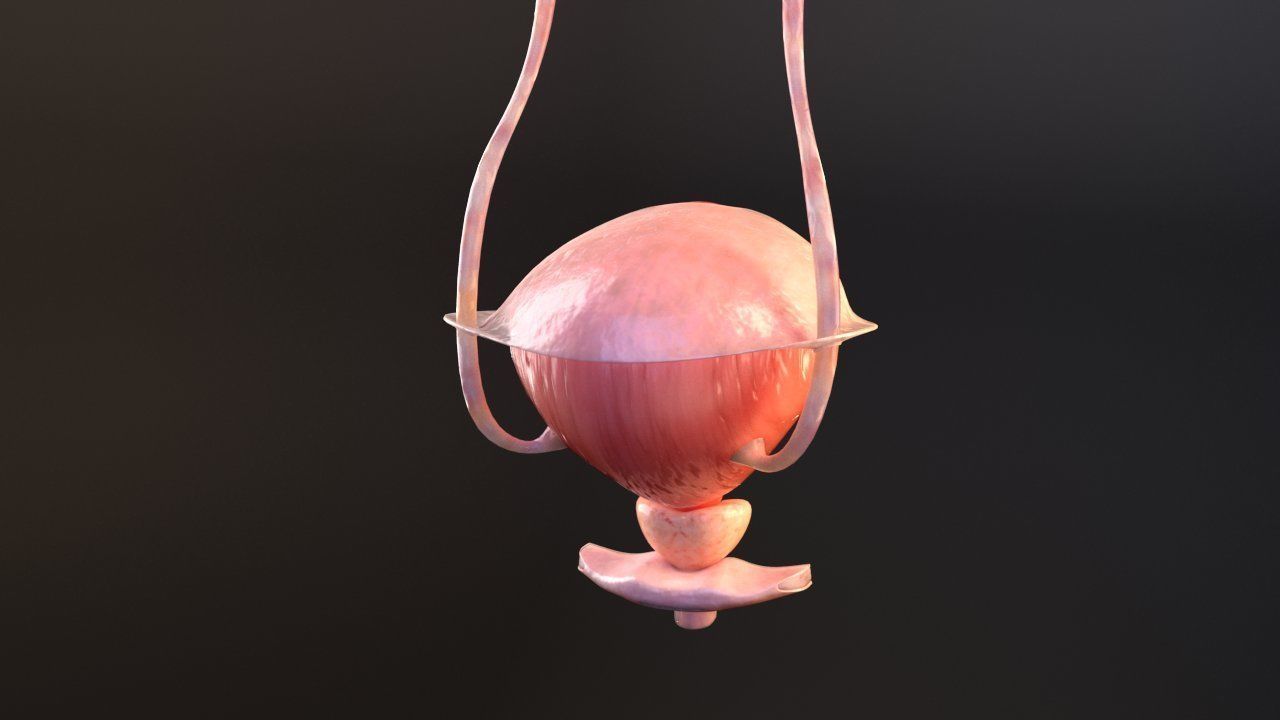 Bladder Cross Section 3D model | CGTrader