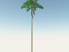 3D model Florida Royal palm tree 01 - Low Poly VR / AR / low-poly ...