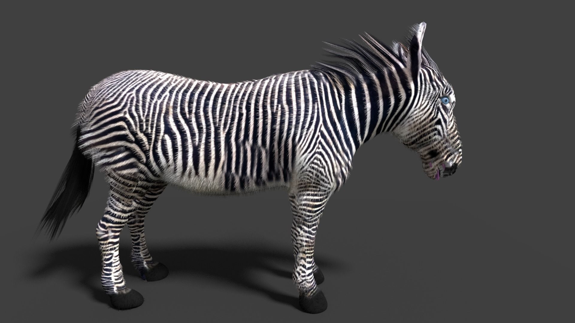 zebra 3D model | CGTrader