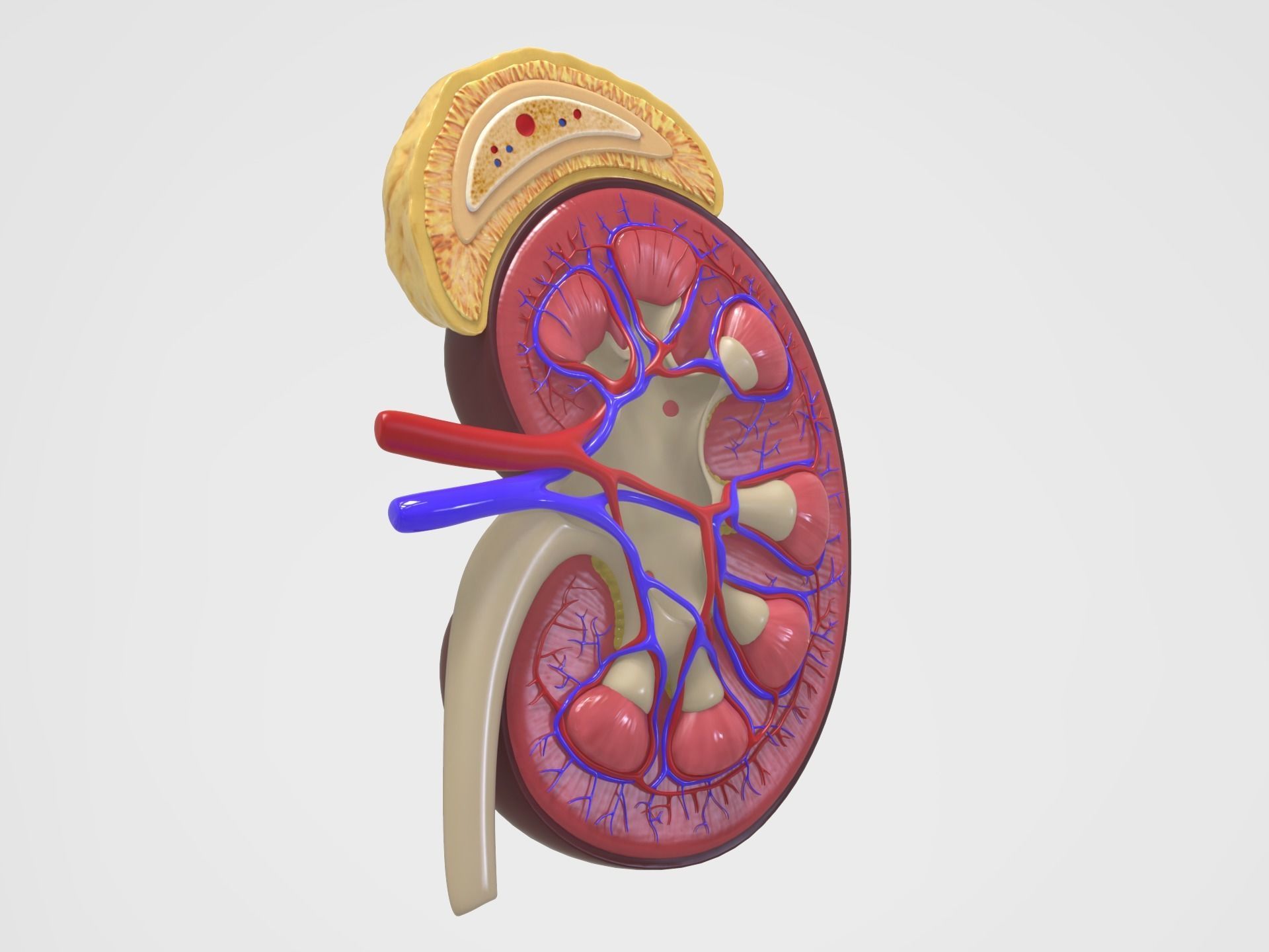 Kidney Anatomy 3D model | CGTrader