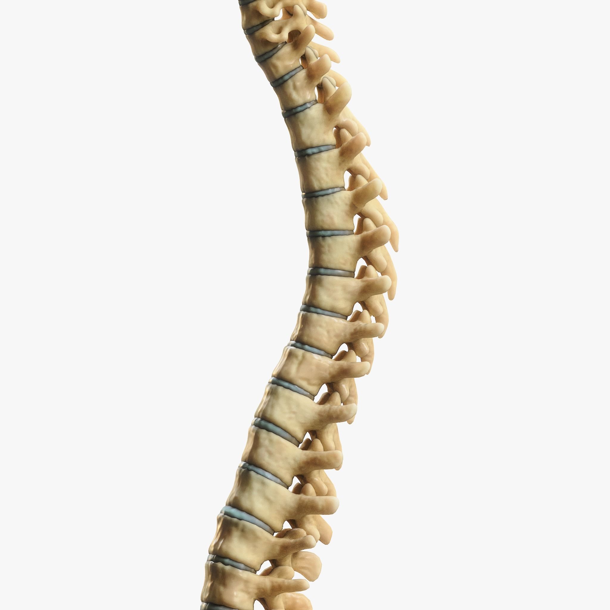 Spine Anatomy 3D model | CGTrader