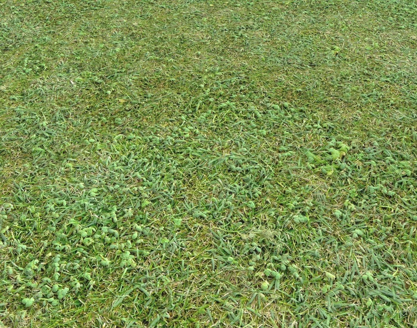 Forest Terrain Pack 24 Texture | CGTrader