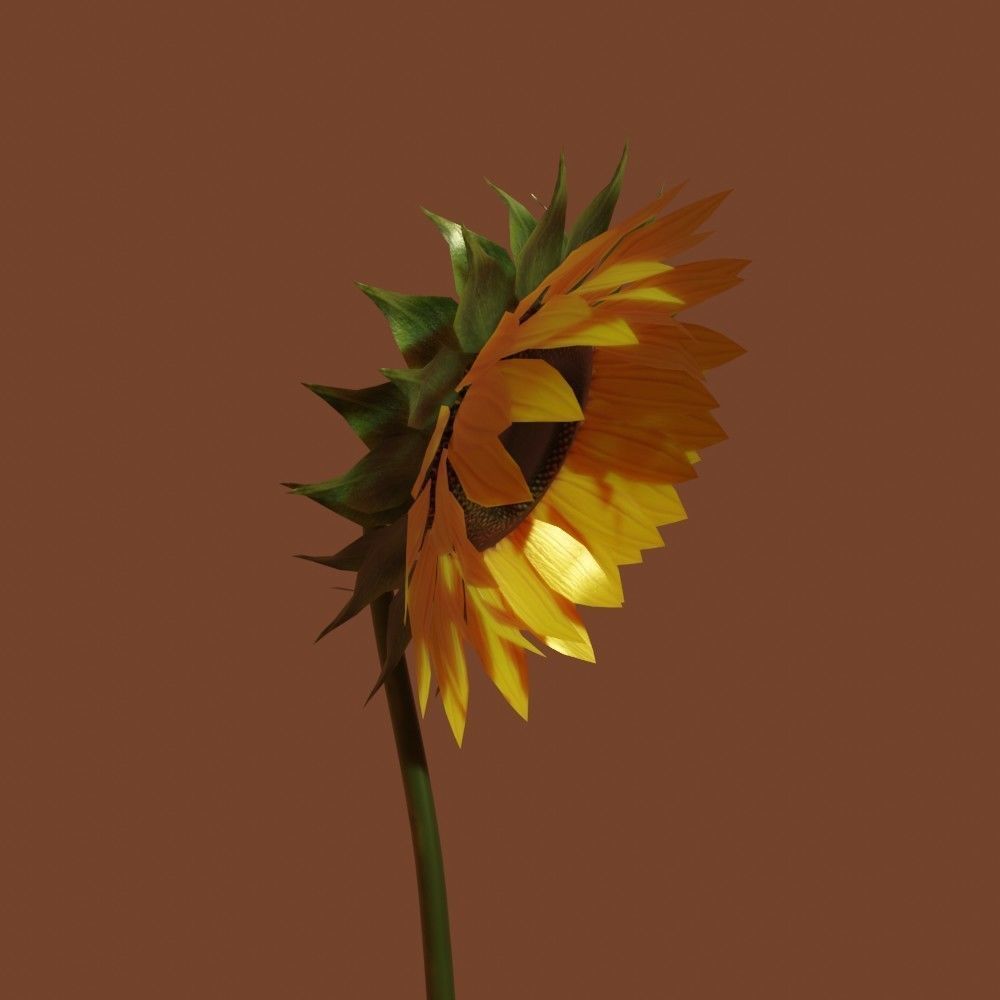 sunflower 3D model animated rigged | CGTrader