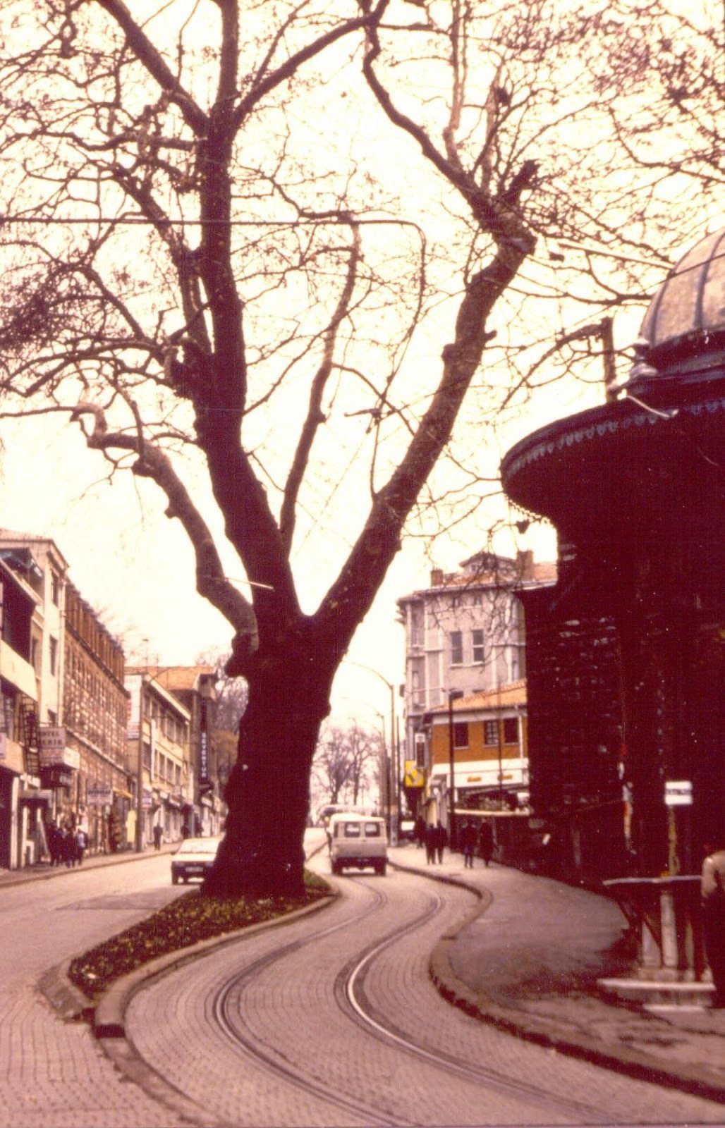 Dogu Cinari - Platanus Orientalis free VR / AR / low-poly 3D model ...