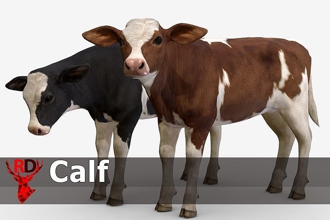 3D model Calf realistic VR / AR / low-poly rigged animated | CGTrader