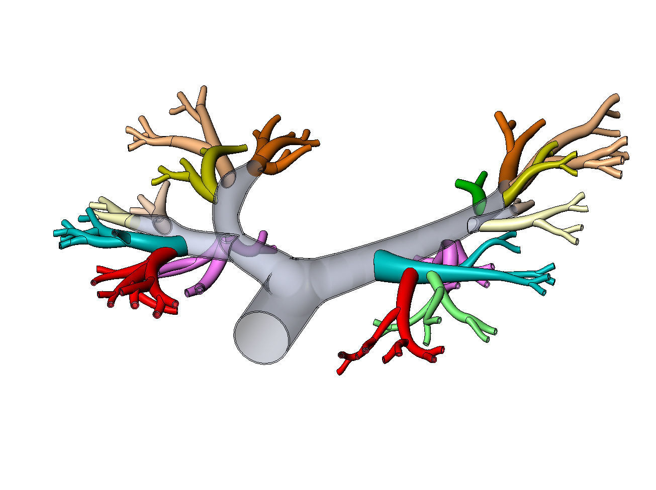 Bronchial tree 3d model for 3d printing CFD and FEA 3D model 3D ...