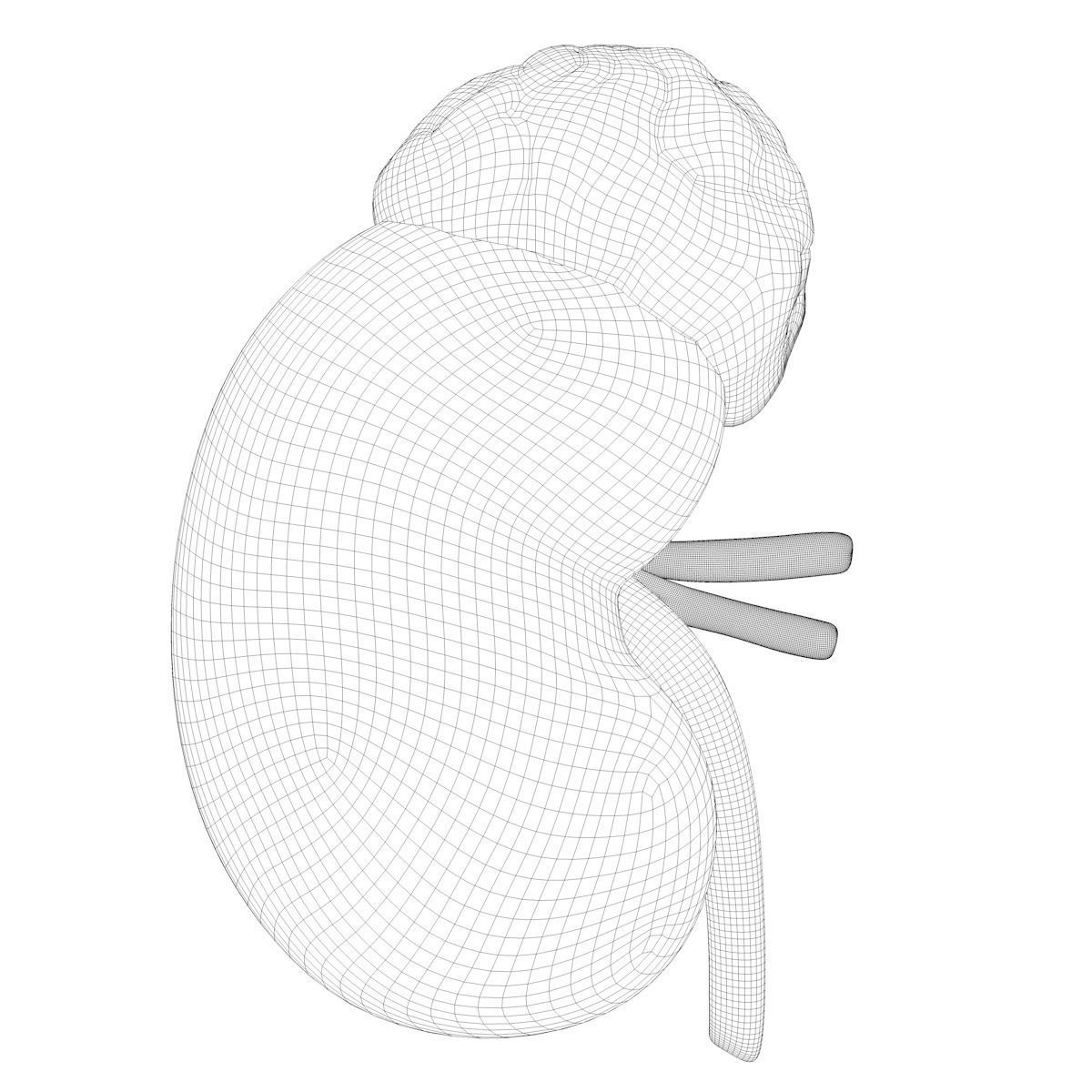 Human Kidney 3D model | CGTrader