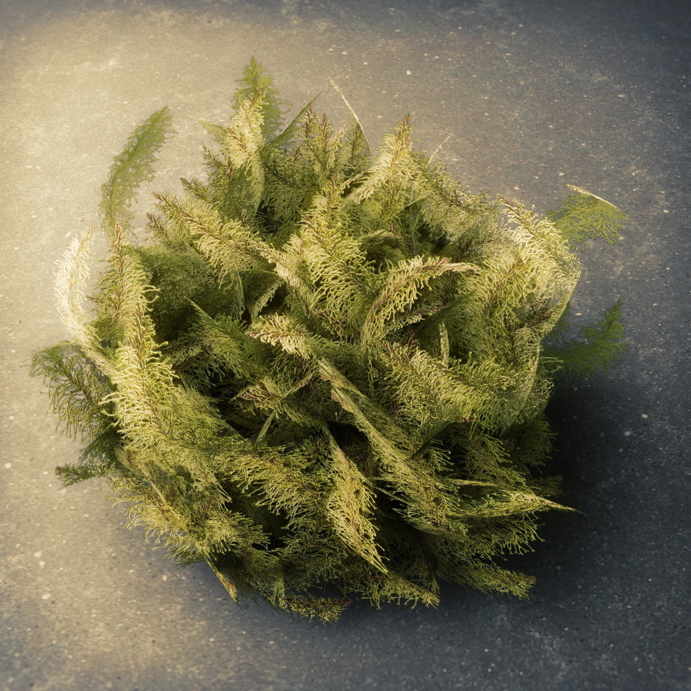 3D model Moss Low Poly 9 VR / AR / low-poly | CGTrader