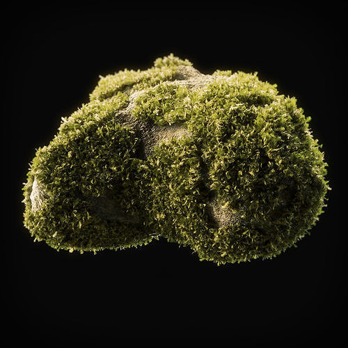 3D model Moss Low Poly 10 VR / AR / low-poly | CGTrader