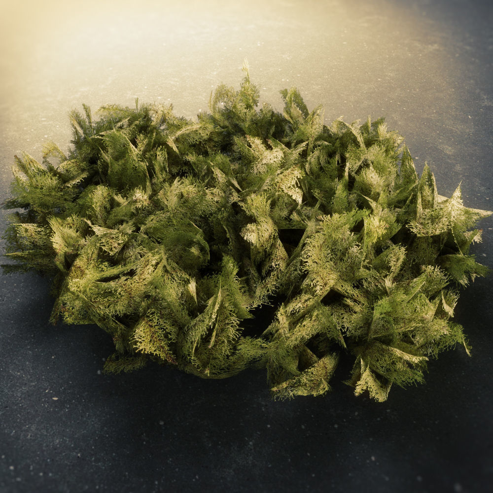 3D model Moss Low Poly 10 VR / AR / low-poly | CGTrader