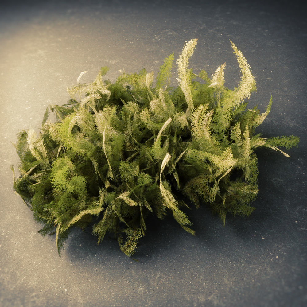 3D model Moss Low Poly 11 VR / AR / low-poly | CGTrader
