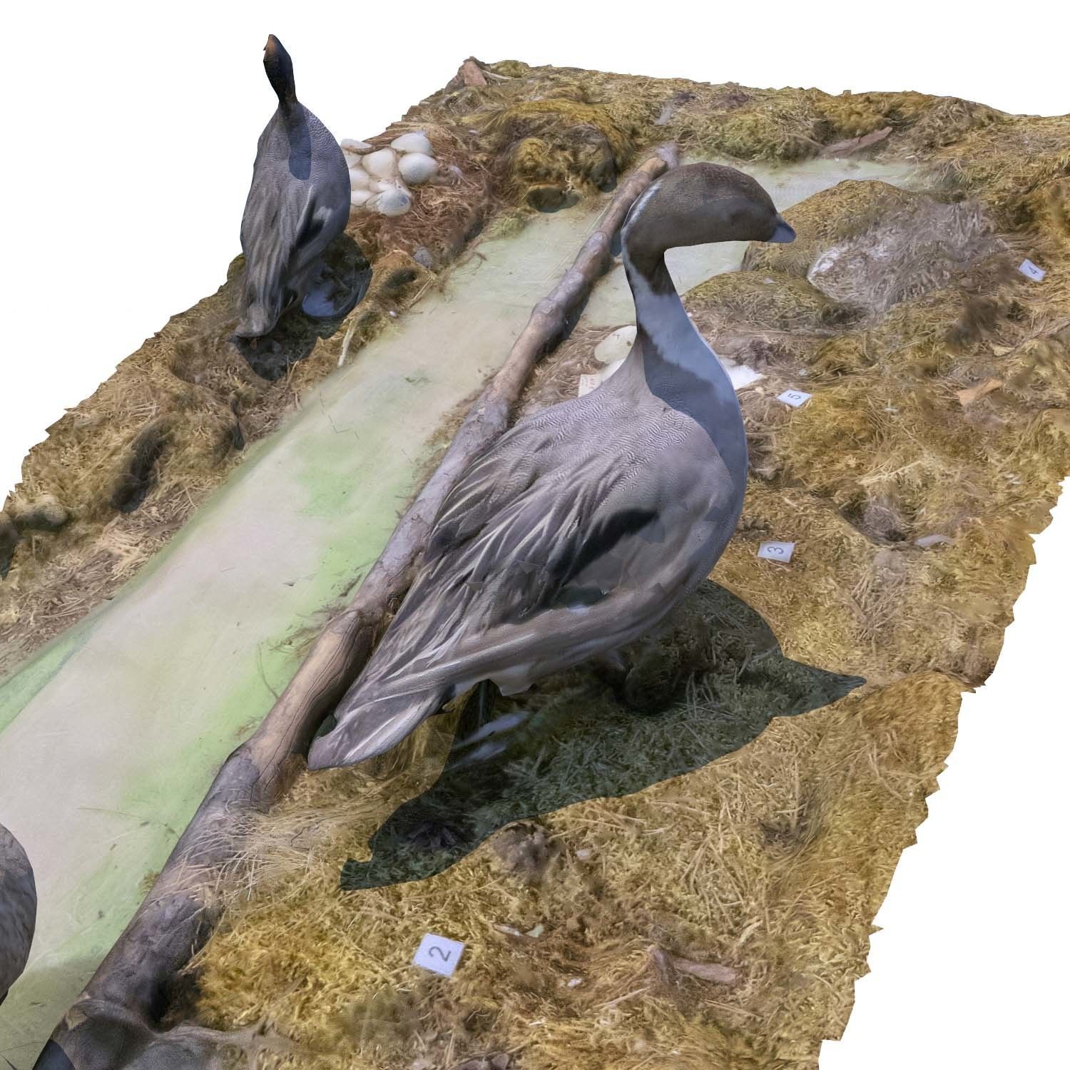 Bird display 2 3D model | CGTrader