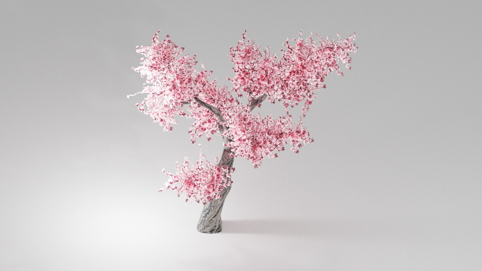 3D model Sakura Tree VR / AR / low-poly | CGTrader