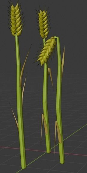Lowpoly wheat model plant free VR / AR / low-poly 3D model | CGTrader