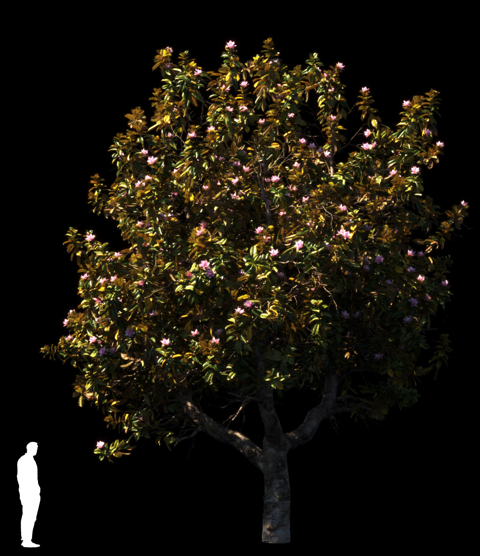 Magnolia All Pack 20 tree models 3D model | CGTrader