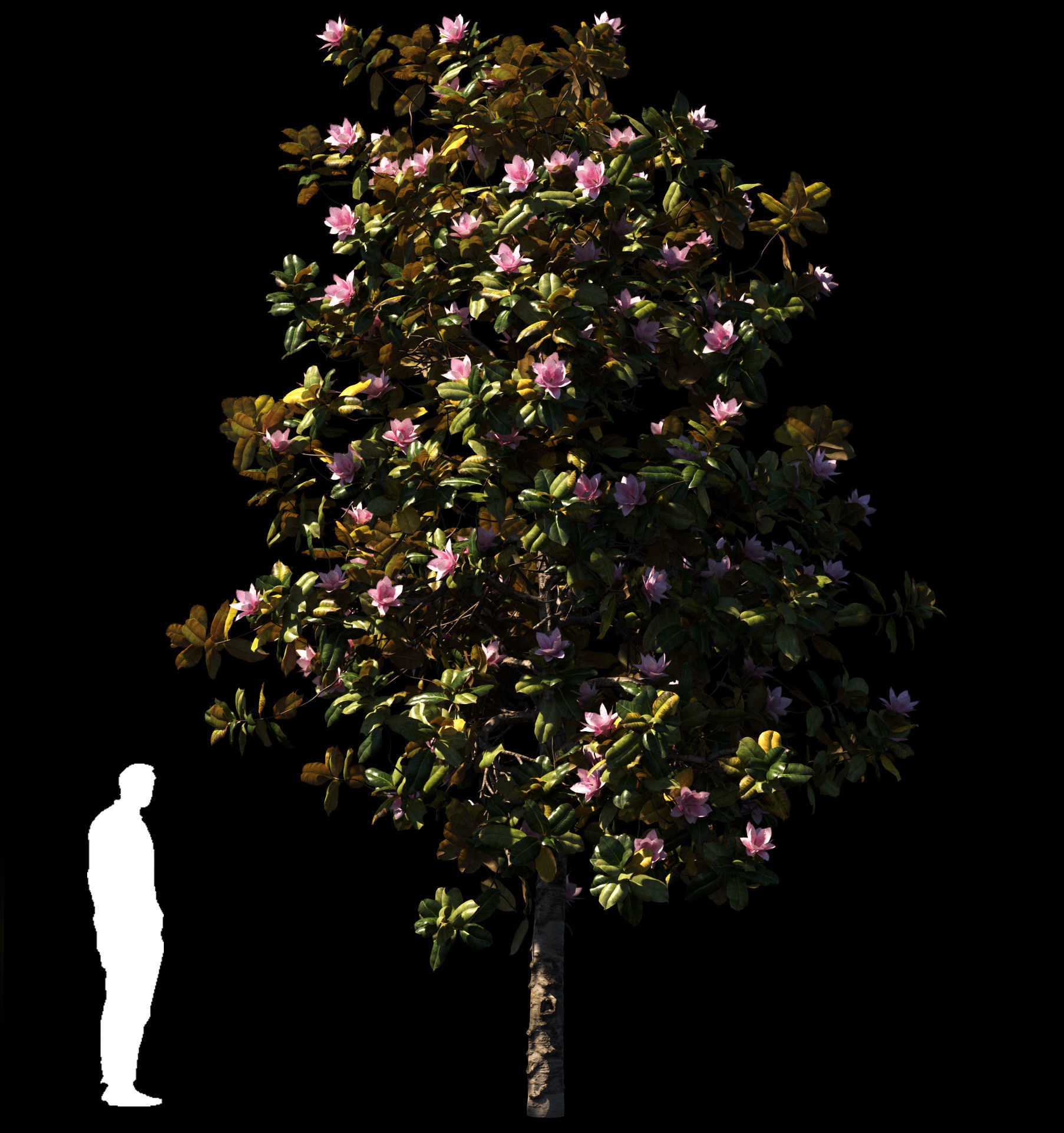 Magnolia All Pack 20 tree models 3D model | CGTrader