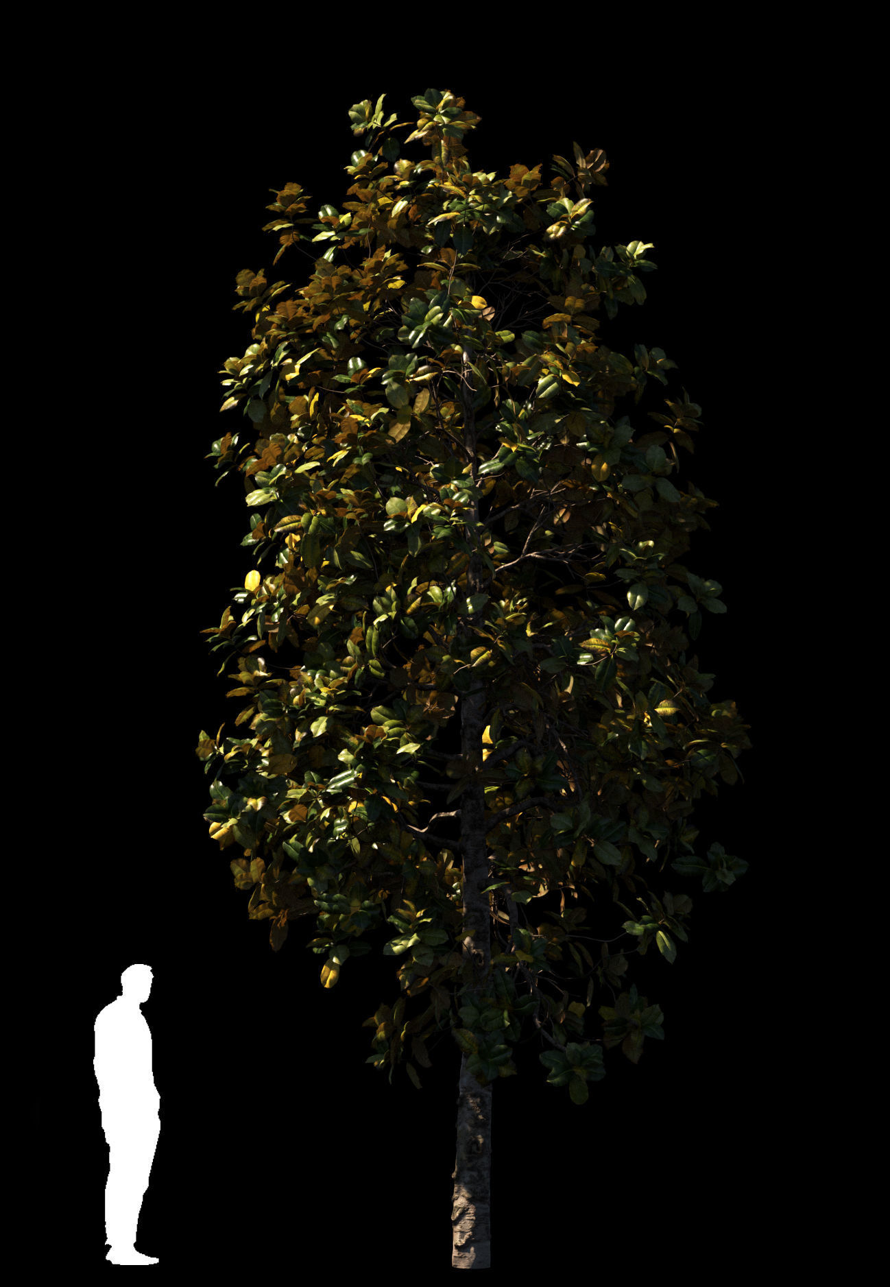 Magnolia All Pack 20 tree models 3D model | CGTrader