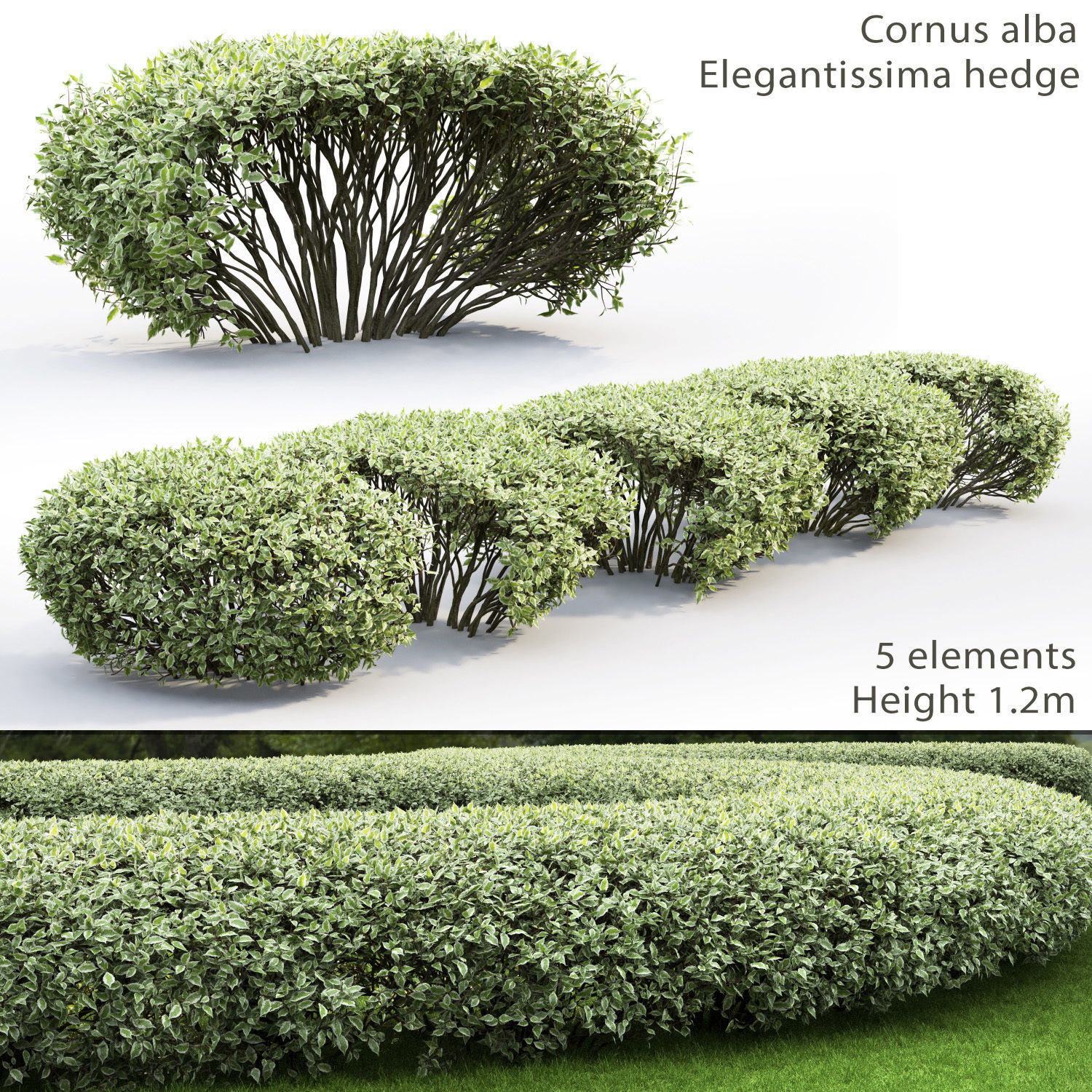Cornus Elegantissima Hedge 3D model | CGTrader