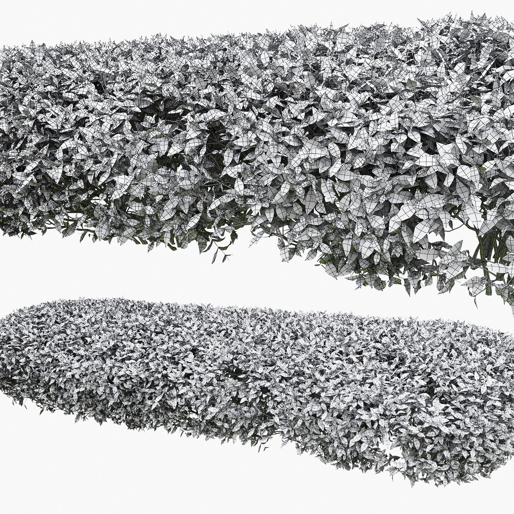 Cornus Elegantissima Hedge 3D model | CGTrader
